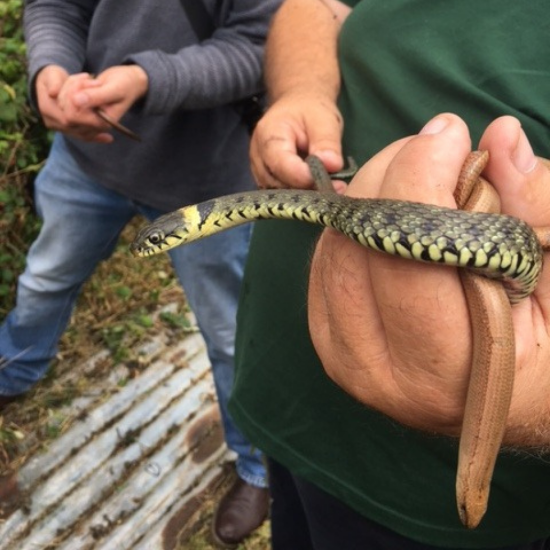 Reptile Survey • New Life on the Old West